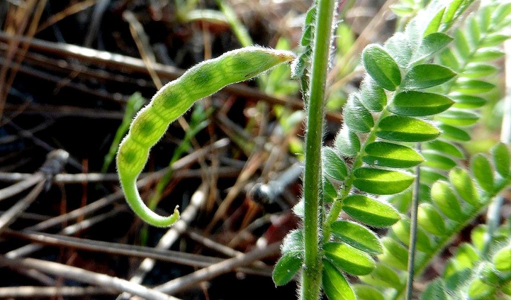 Ornithopus compressus - LES NATURALISTES VENDÉENS